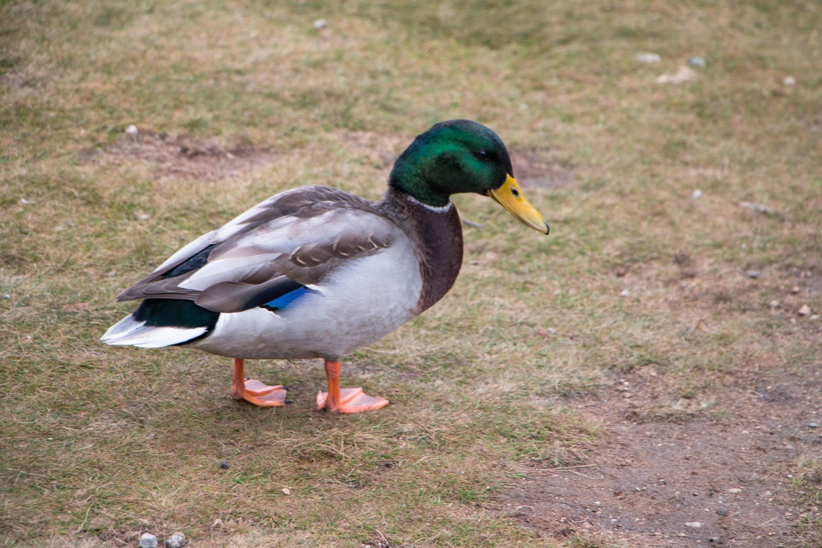 A Breath of Nature: A Few Friendly Ducks