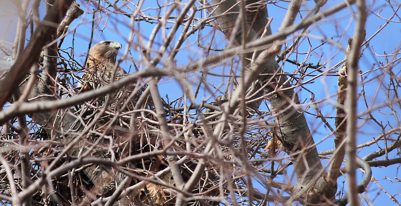 Red-Tailed Hawk Nest 2009-2017
