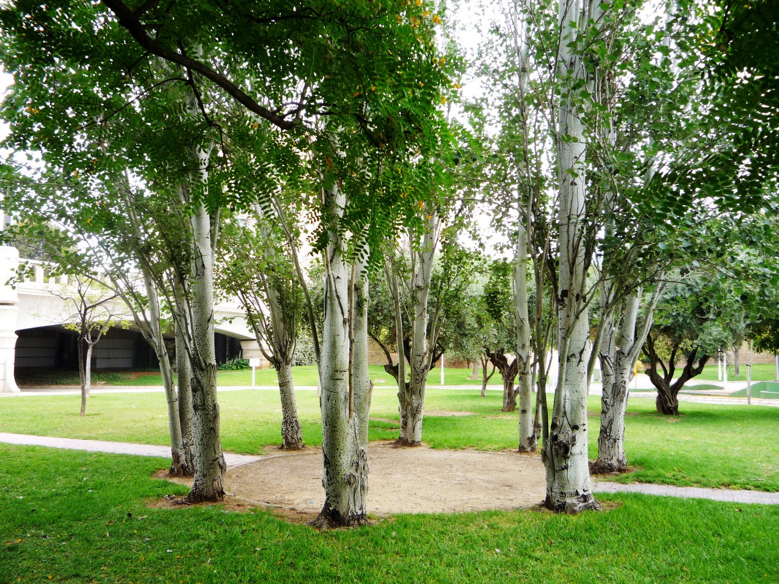 Valencia: Jardines del Río Turia : Árboles