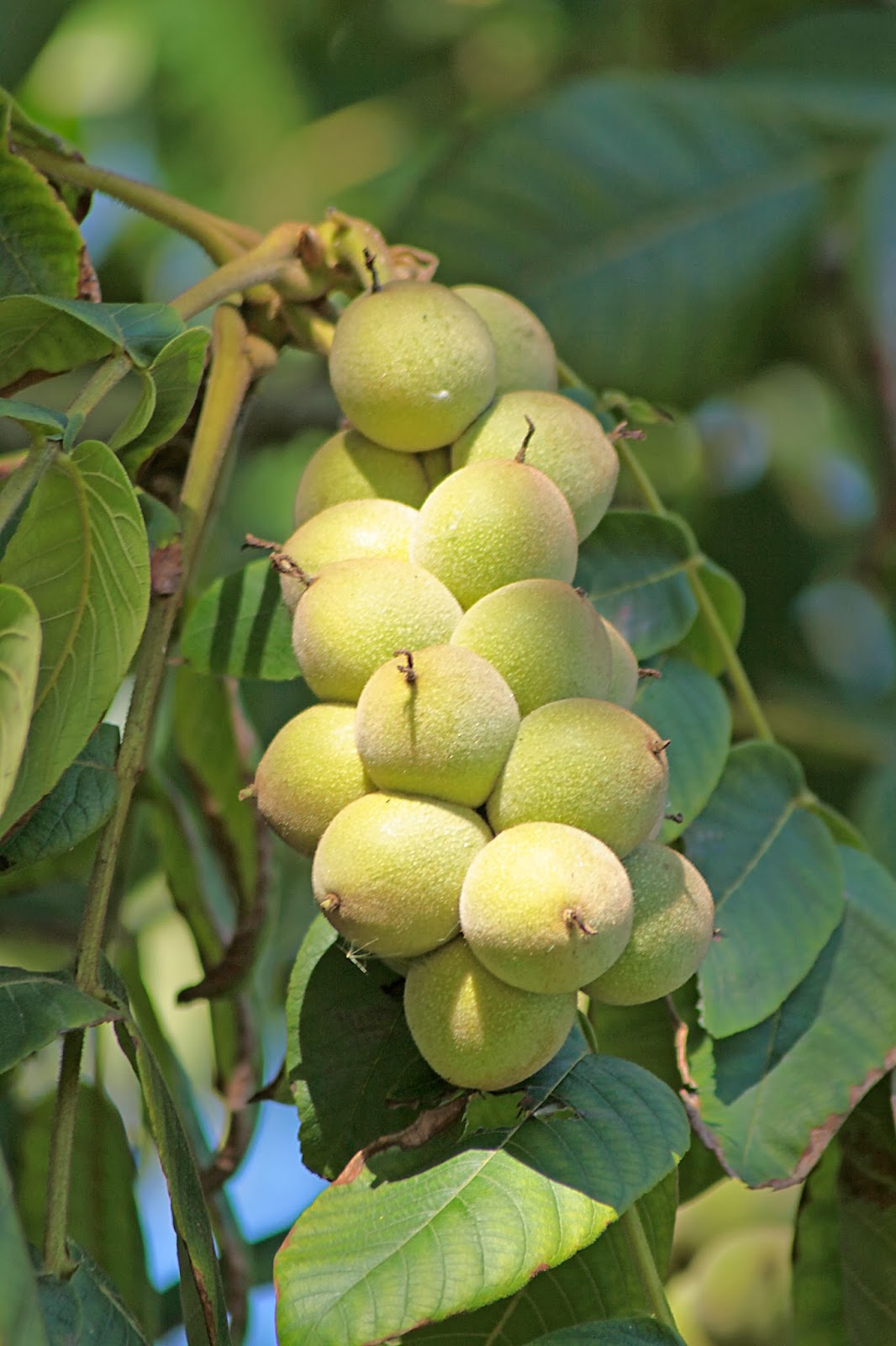 NatuurlijkNatuur: Walnoot [Juglans regia, L-1753]