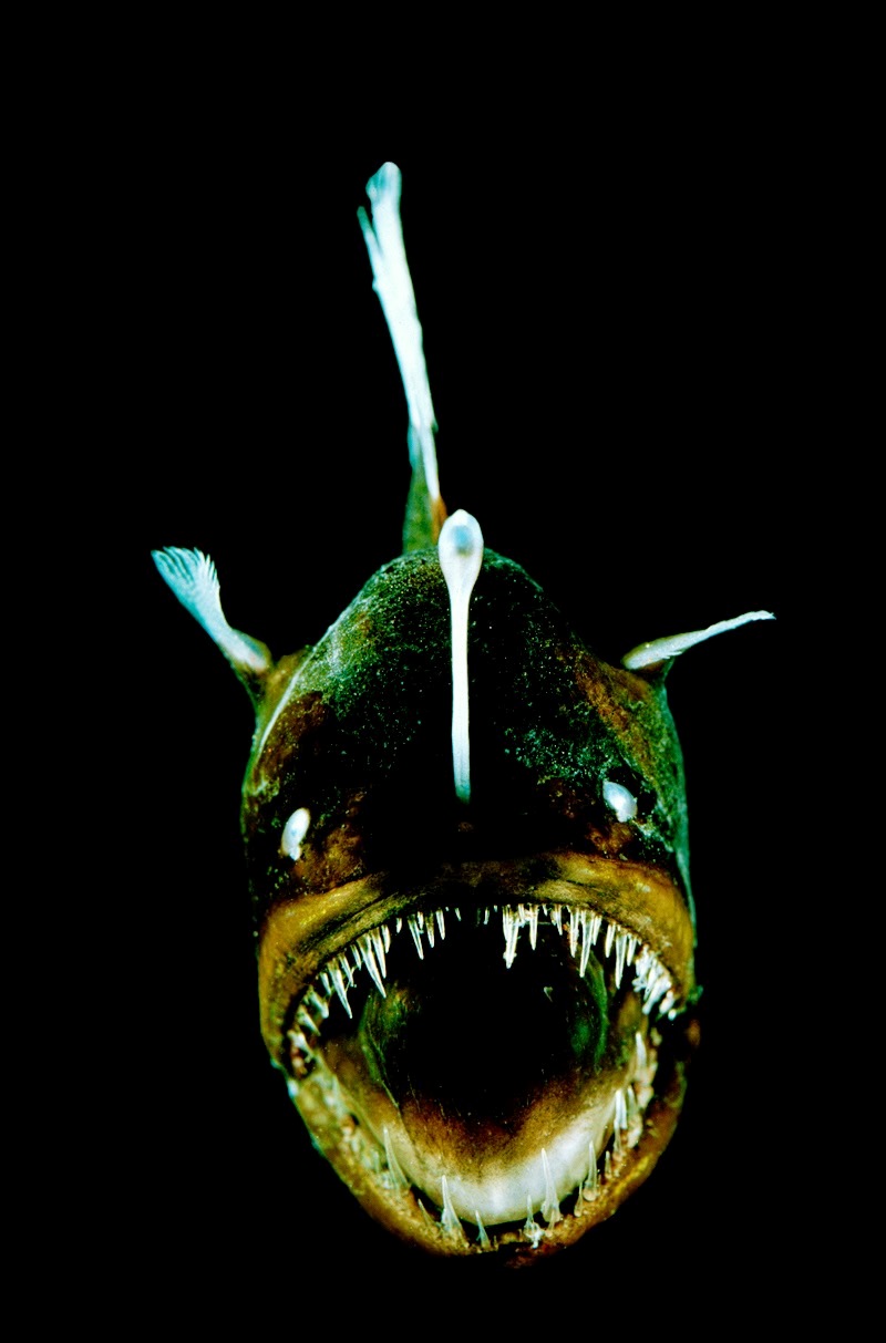 ANGLERFISH photos - wallpapers (ανανεωμένο) | the fun bank