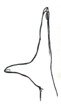 Runa- murmurul Creației: 10 Runa AR