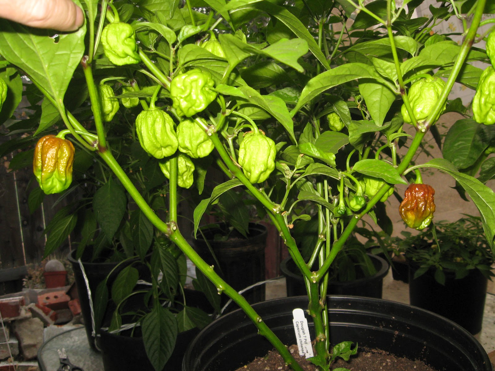 Extreme Hot Peppers