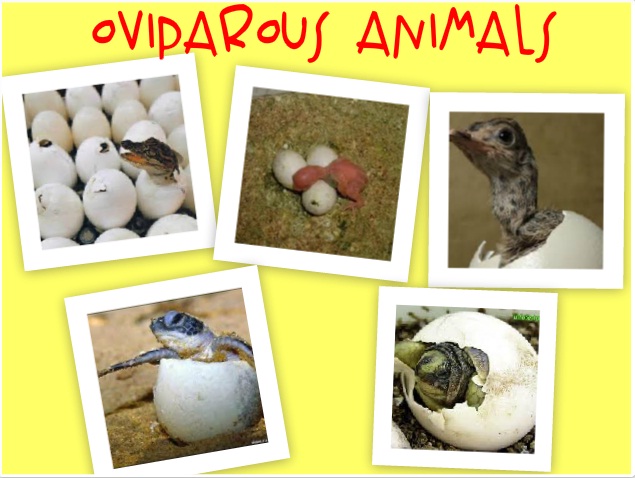 C.E.I.P. Sancho II. 1º y 2º: Oviparous and Viviparous animals