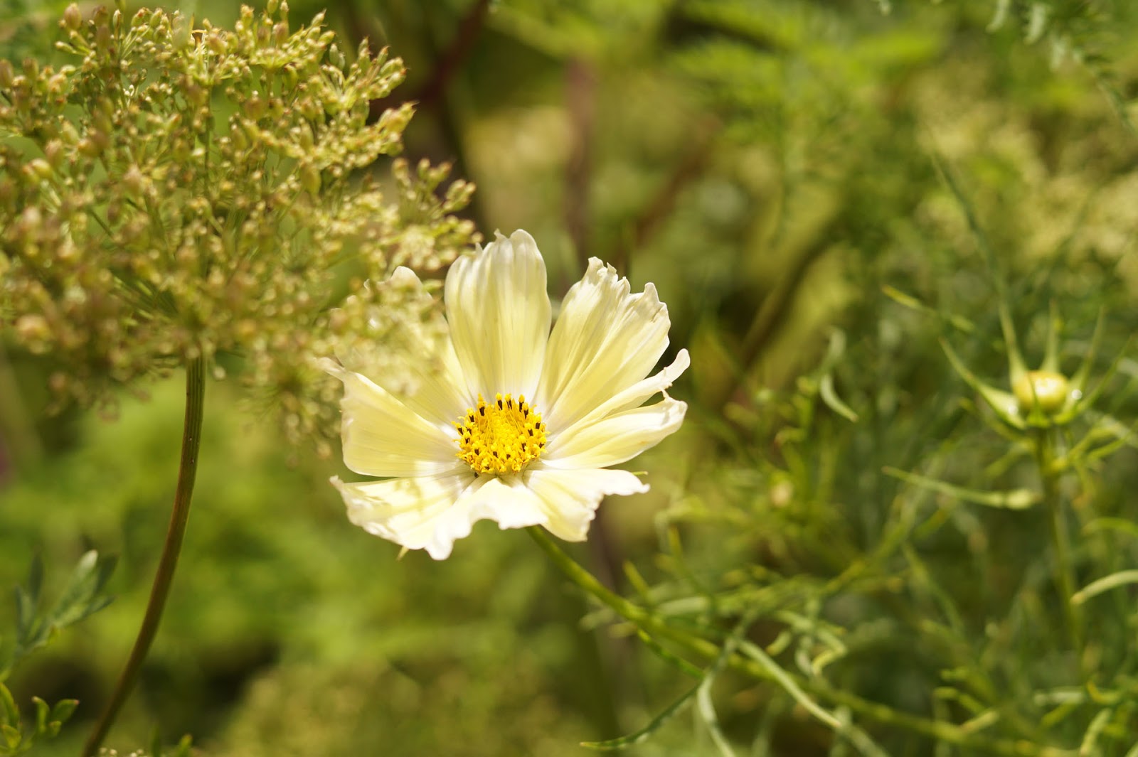 An English country garden (part 1) - Sophie in the Sticks