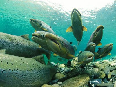 Atlantic Salmon | The Life of Animals