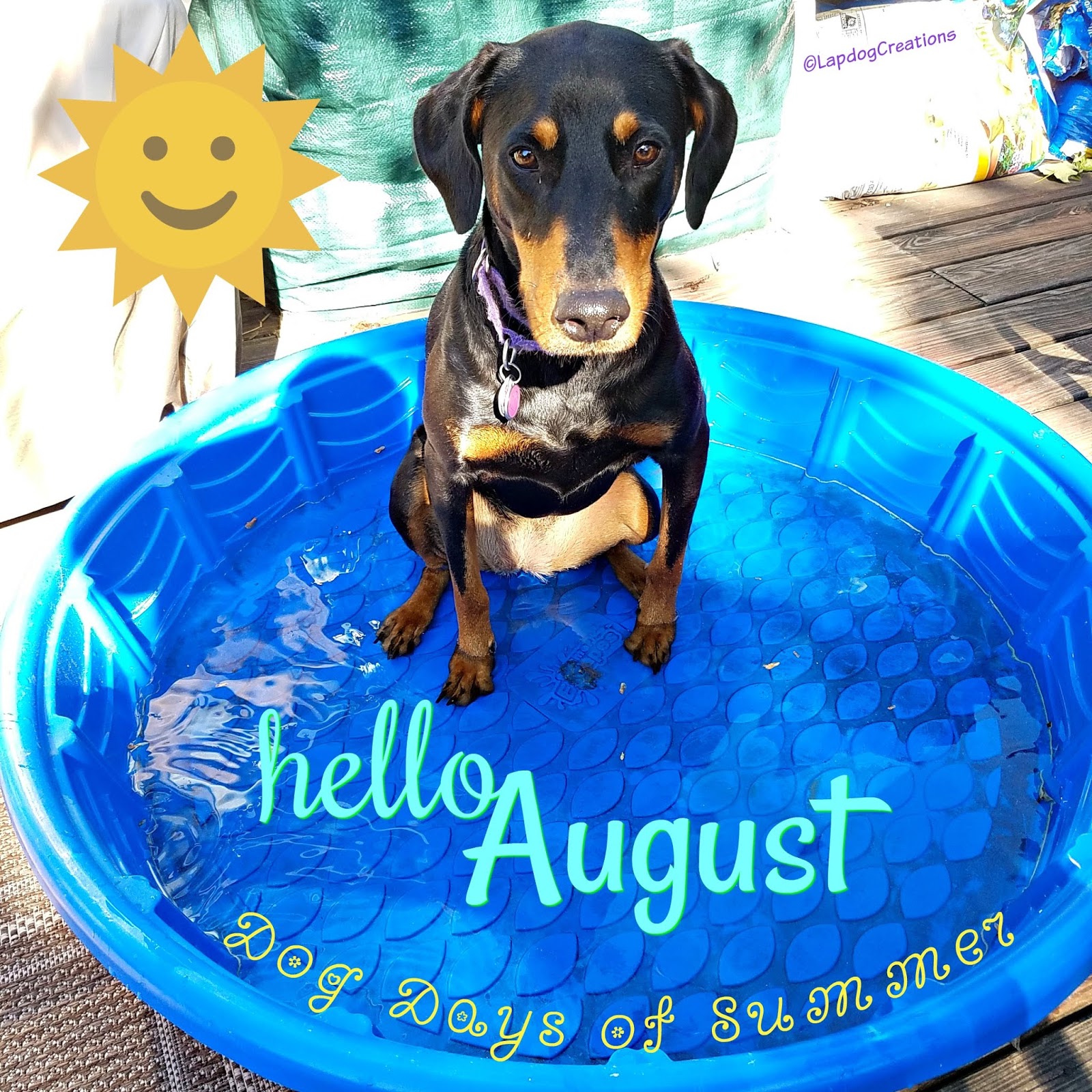 Lapdog Creations: hello August