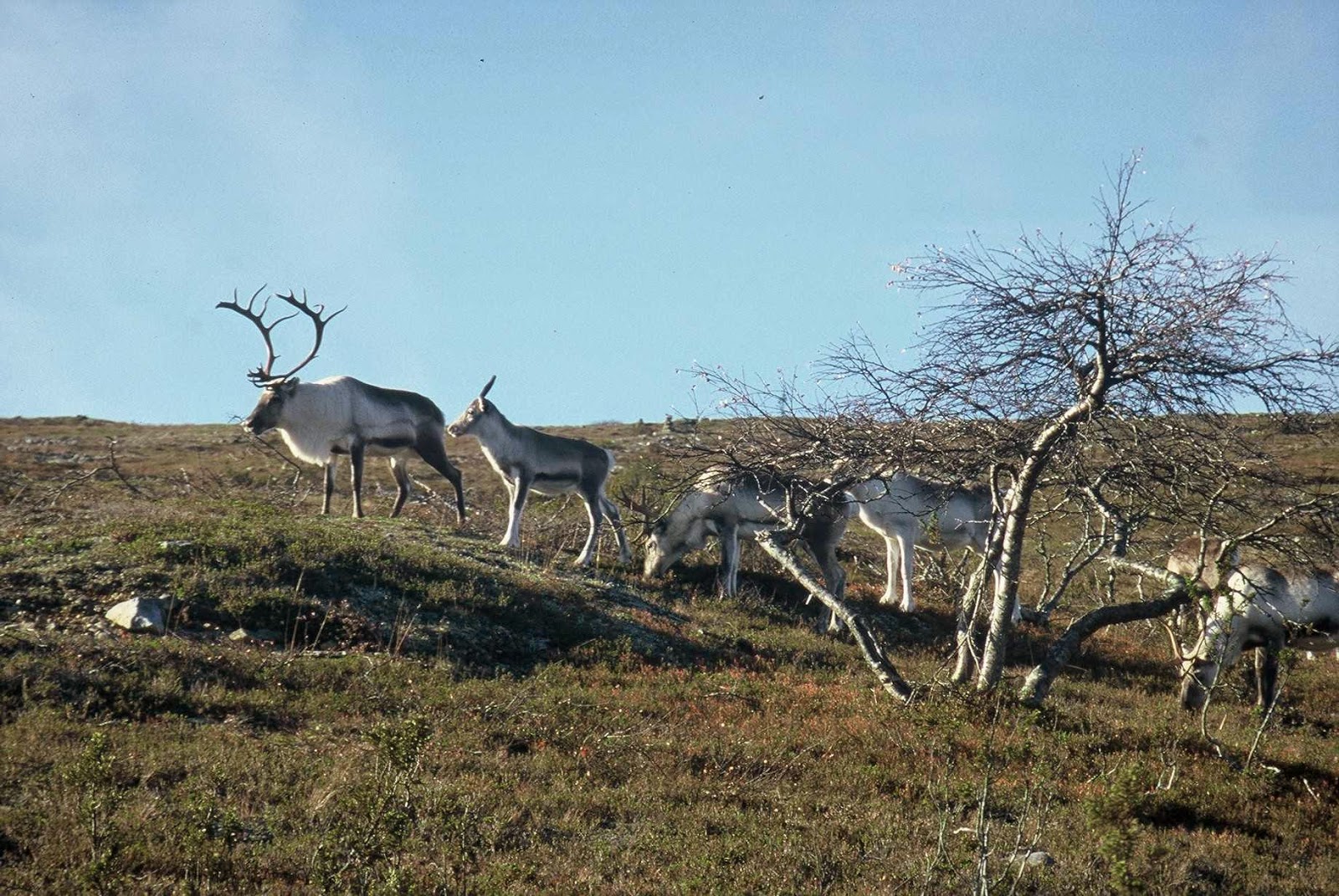 EL CAJON DE LOS CONOCIMIENTOS: TUNDRA