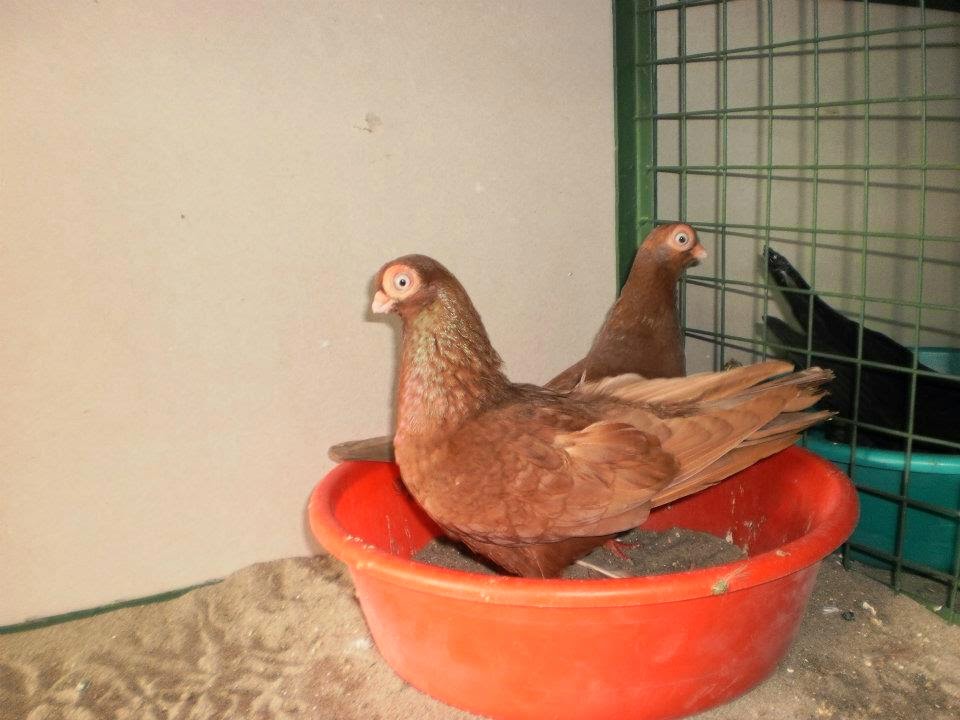 Fancy Pigeon Breeds: Vienna short faced tumbler