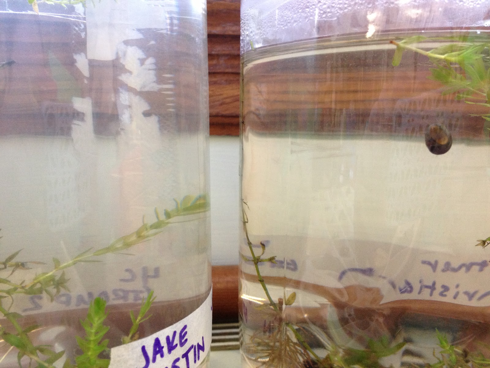 Ecocolumn Project for the Elementary Science Classroom - Endeavors in ...