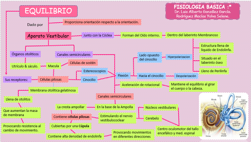 Yolva de Fisiologia: Sentido del Equilibrio.