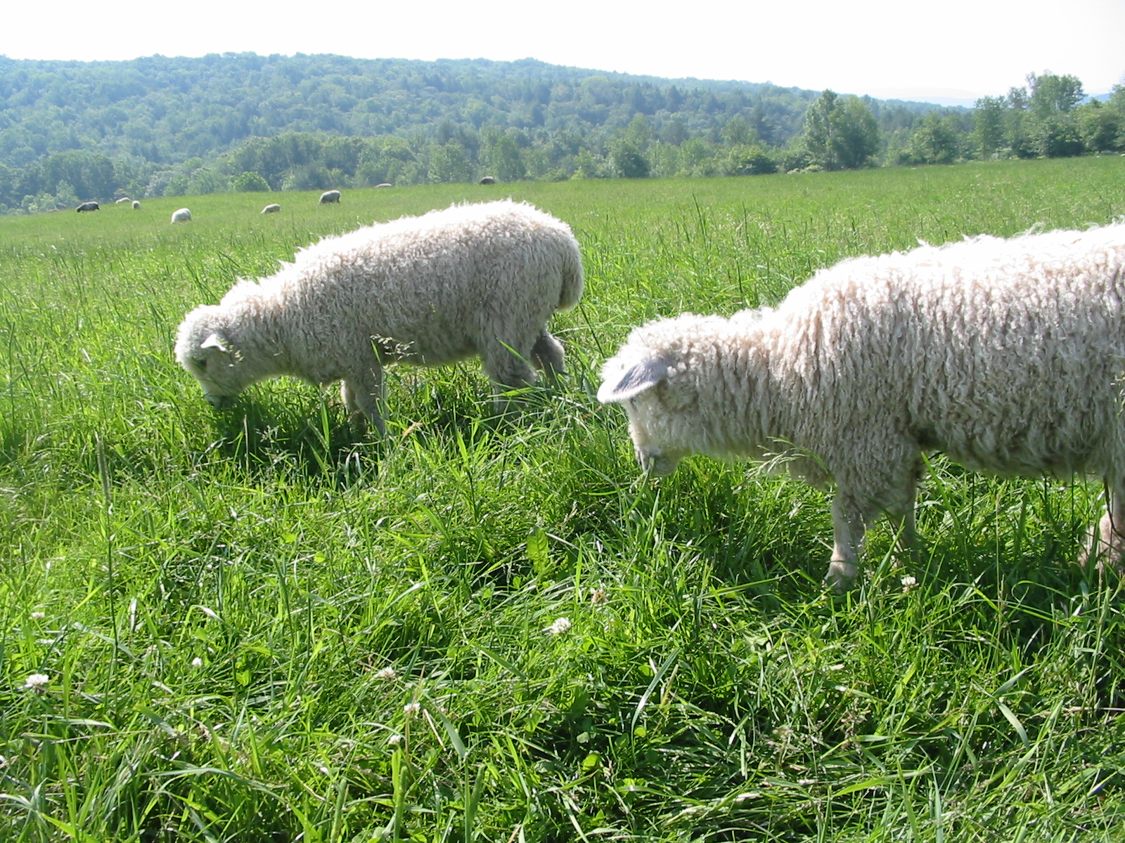 Knee Deep in Sheep: They're Ba-a-a-a-ck