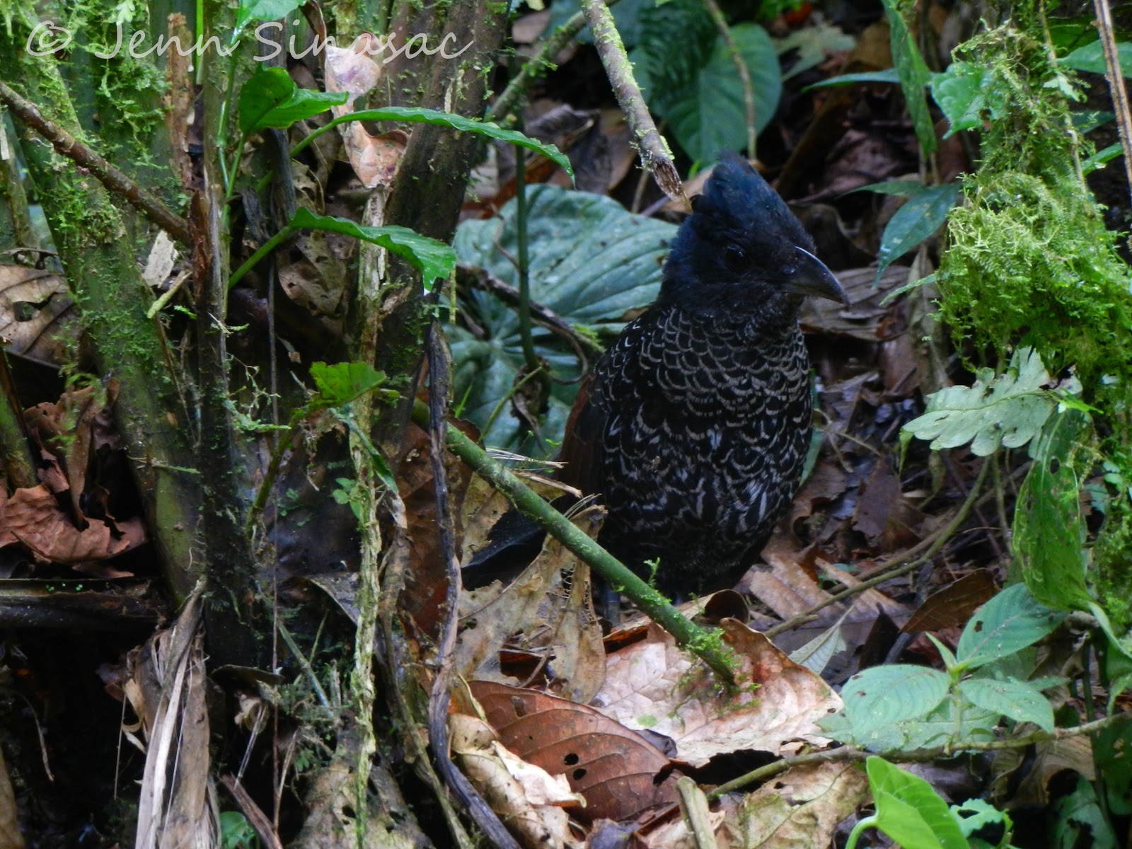 Experience Nature: A Very Special Bird