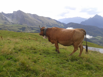 La Tarine, petite race parmi les grandes: La tarentaise, princesse de ...