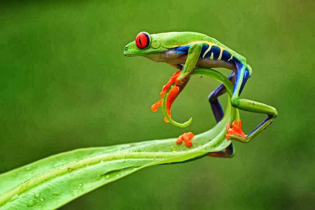 Beautiful Frog Wallpaper Download for free