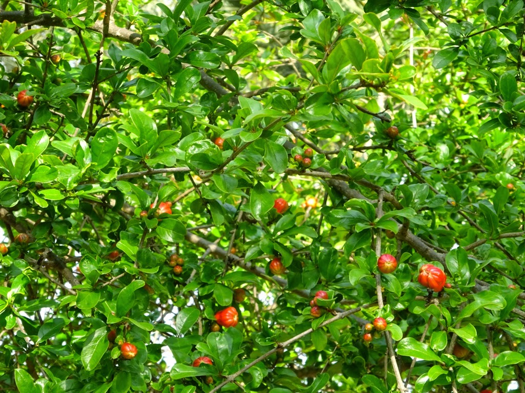 DIVAGAR SOBRE TUDO UM POUCO - Poemas, Flores, Pinturas, Férias ...