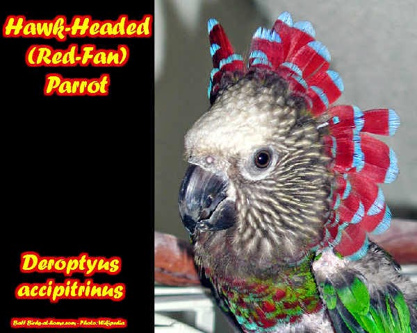 Birds at Home: Hawk Headed (Red-Fan) PARROT - Deroptyus accipitrinus