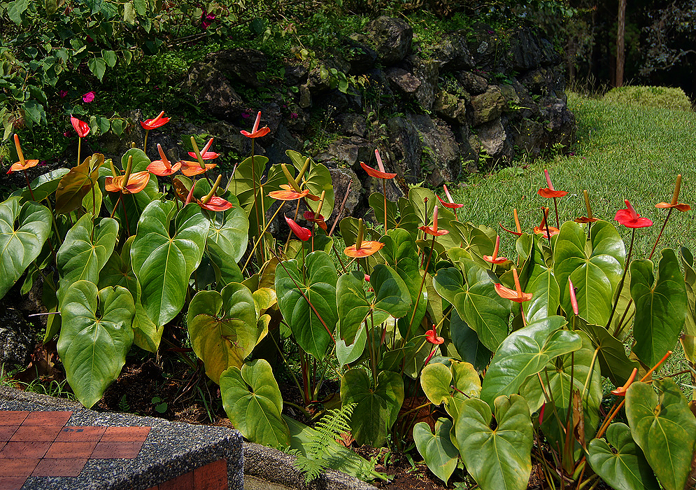 Anthurium Flower Habitat