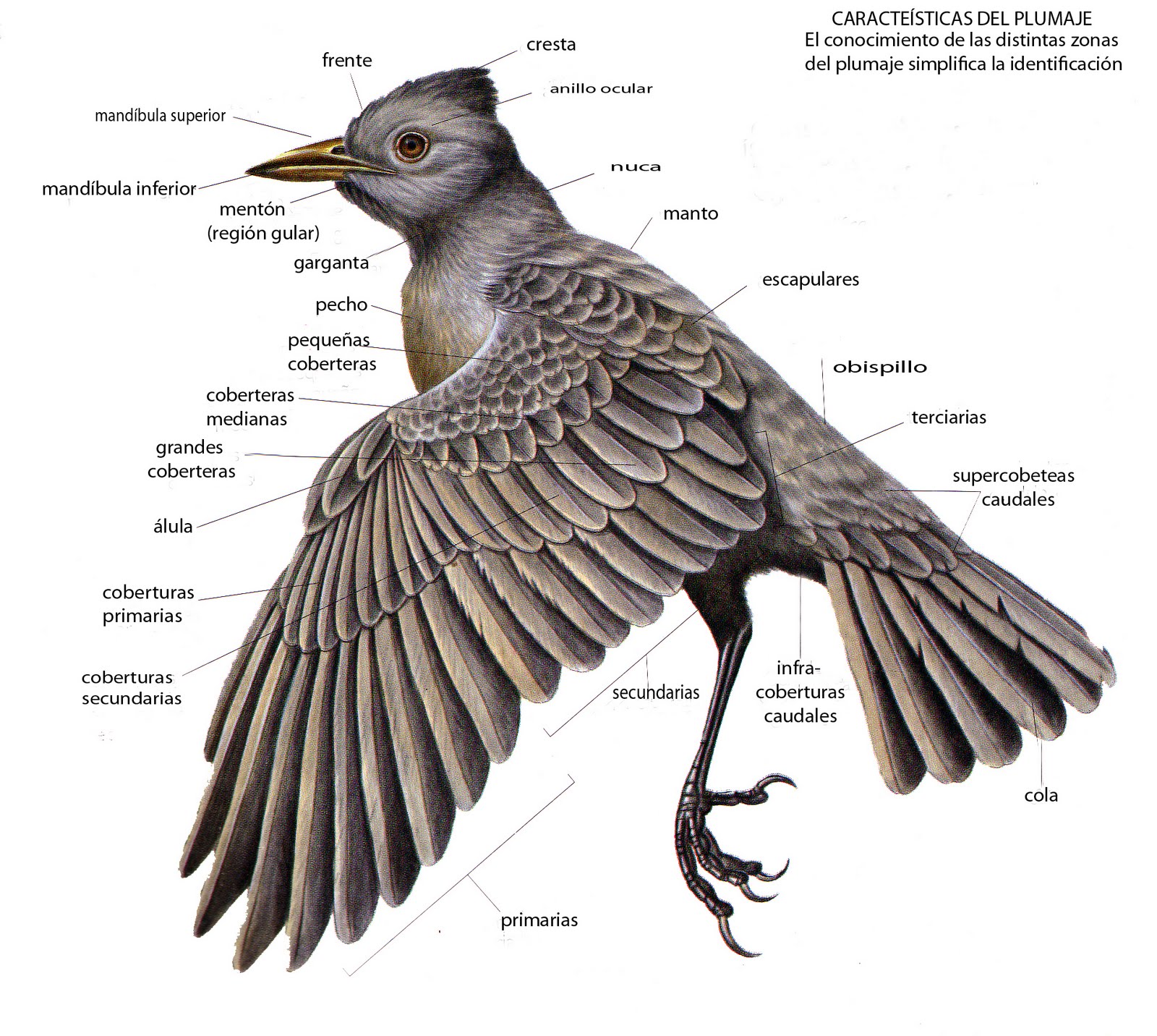 VIVE LA NATURALEZA: ESQUEMAS DE LAS AVES