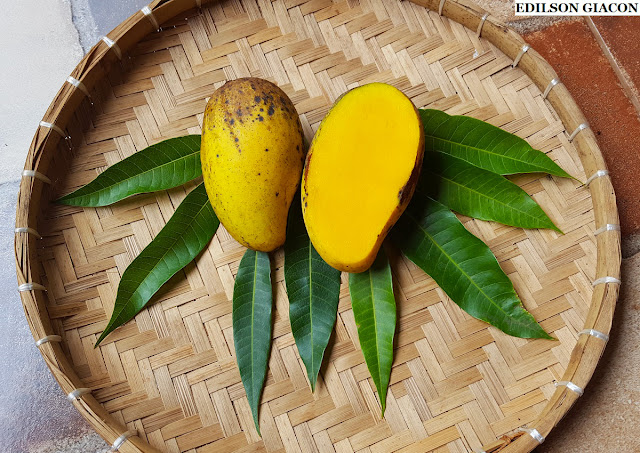 Viveiro Ciprest - Plantas Nativas e Exóticas: Manga Chok Anan ...