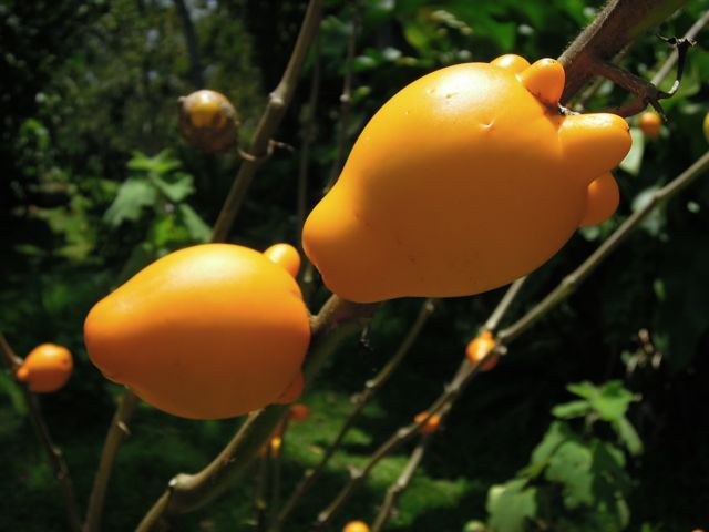 In Pinay's footsteps: MICKEY MOUSE FRUIT