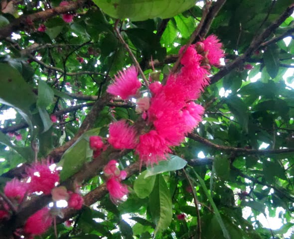 Beautiful Nature Shots: Jamba Flower