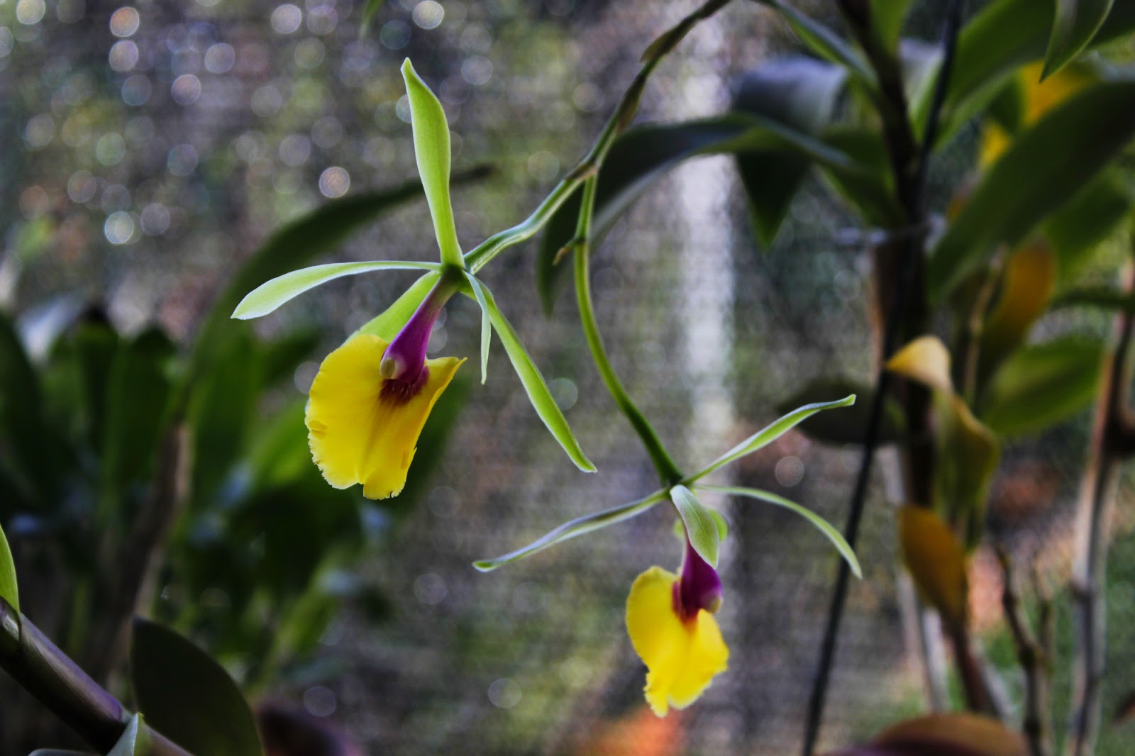 Arachnis: EPICATTLEYA RENE MARQUES