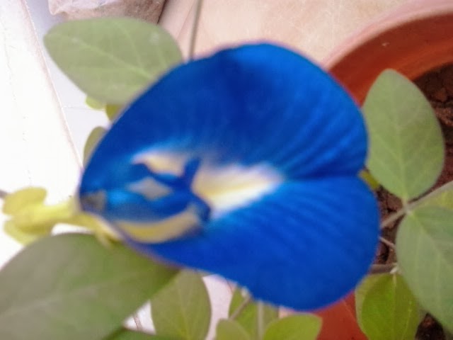 Gokarna flowers | how to grow gokarn shankhpushpa aparajita flowers ...