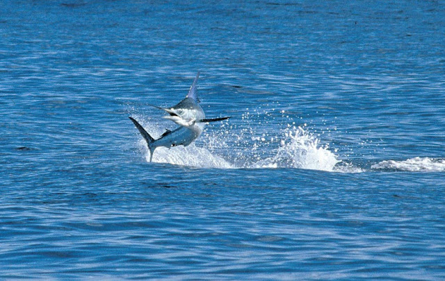 Blue Marlin | The Life of Animals