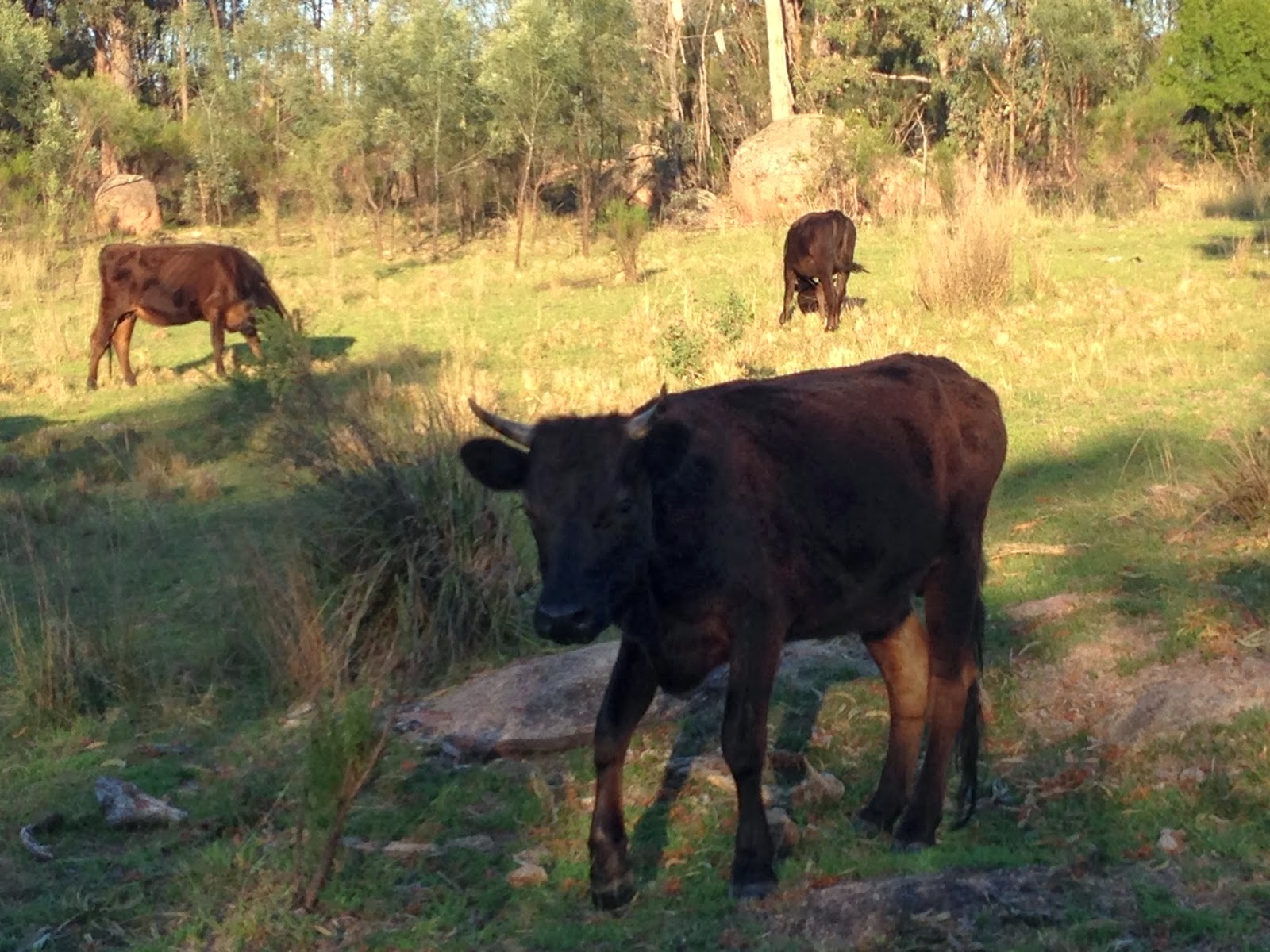 Redefining Me: Running at the farm - dodging cow poo, uneven ground and ...