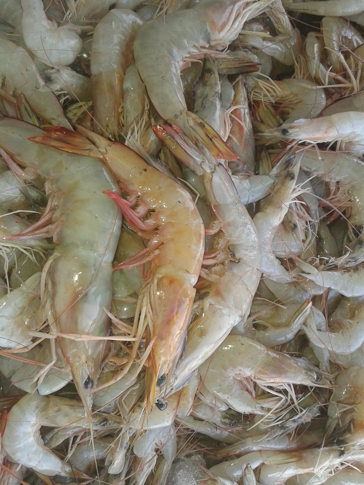 Sea Foods: Jhinga Tiger Fish Jhinga Tiger Fish