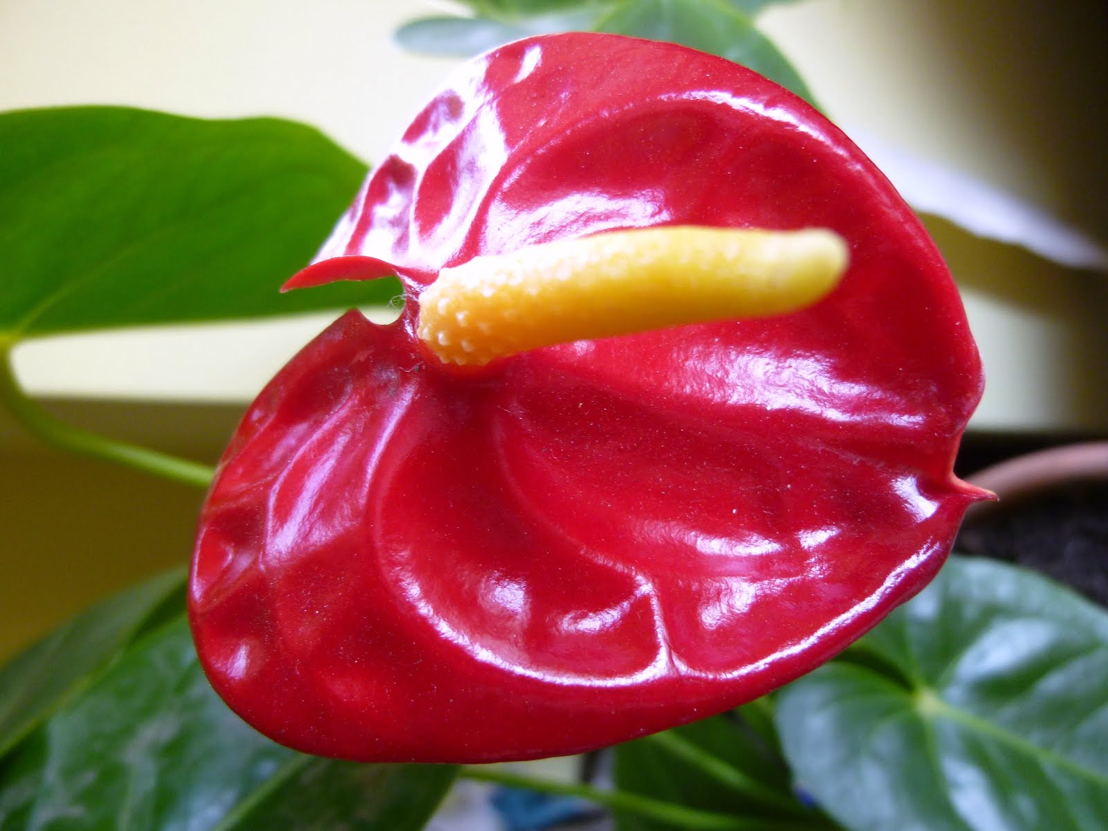 VERDE PACHAMAMA: ECOSISTEMAS DEL PERÚ. SESIÓN N° 8.