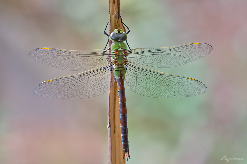 MACREANDO: Anax imperator IX