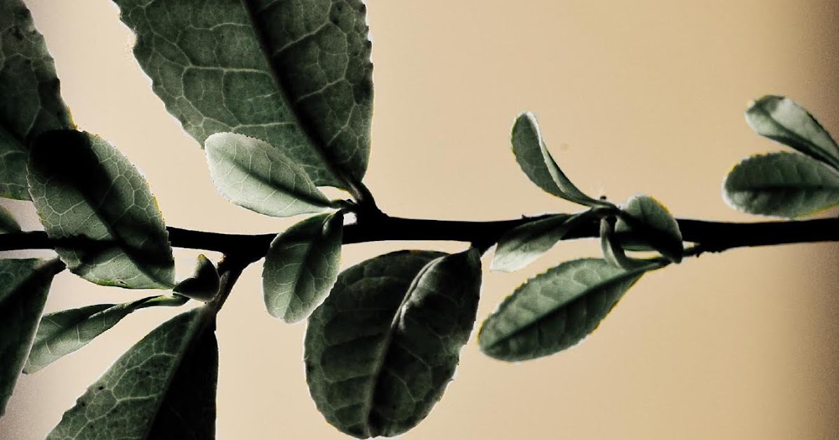 Kate's blog (Reading & Eating): Book 72: The Tea Lords, Hella S Haasse