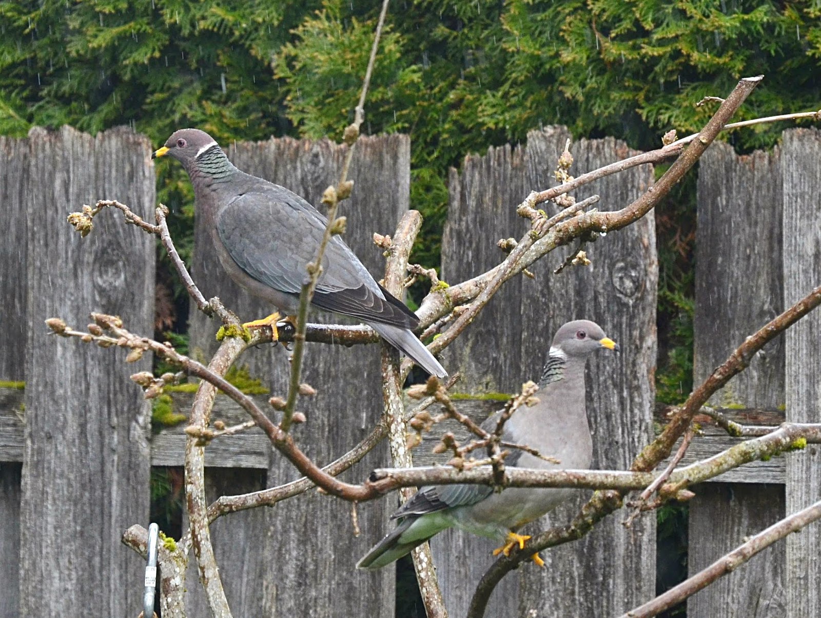 Oregon Backyard Birds, etc.: Spring Visit