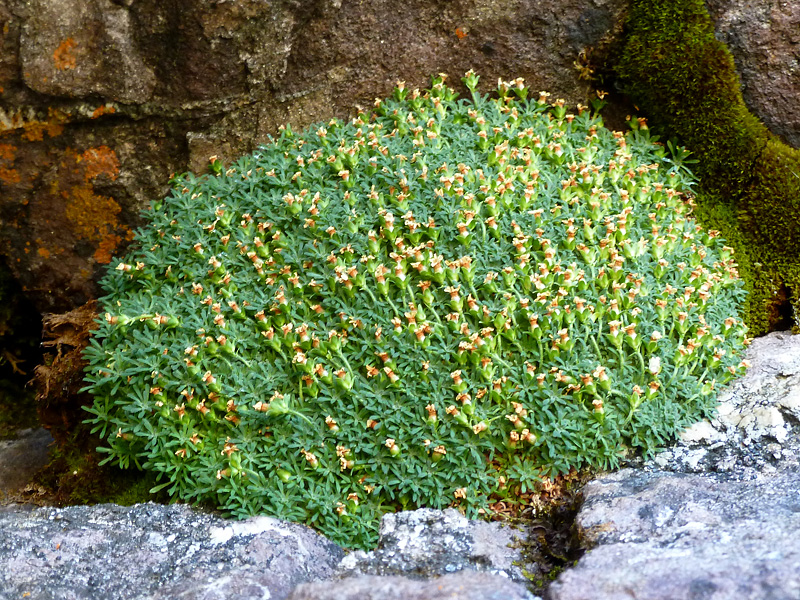 PASOS: Punta Suelza (2.972 m), 30 de agosto