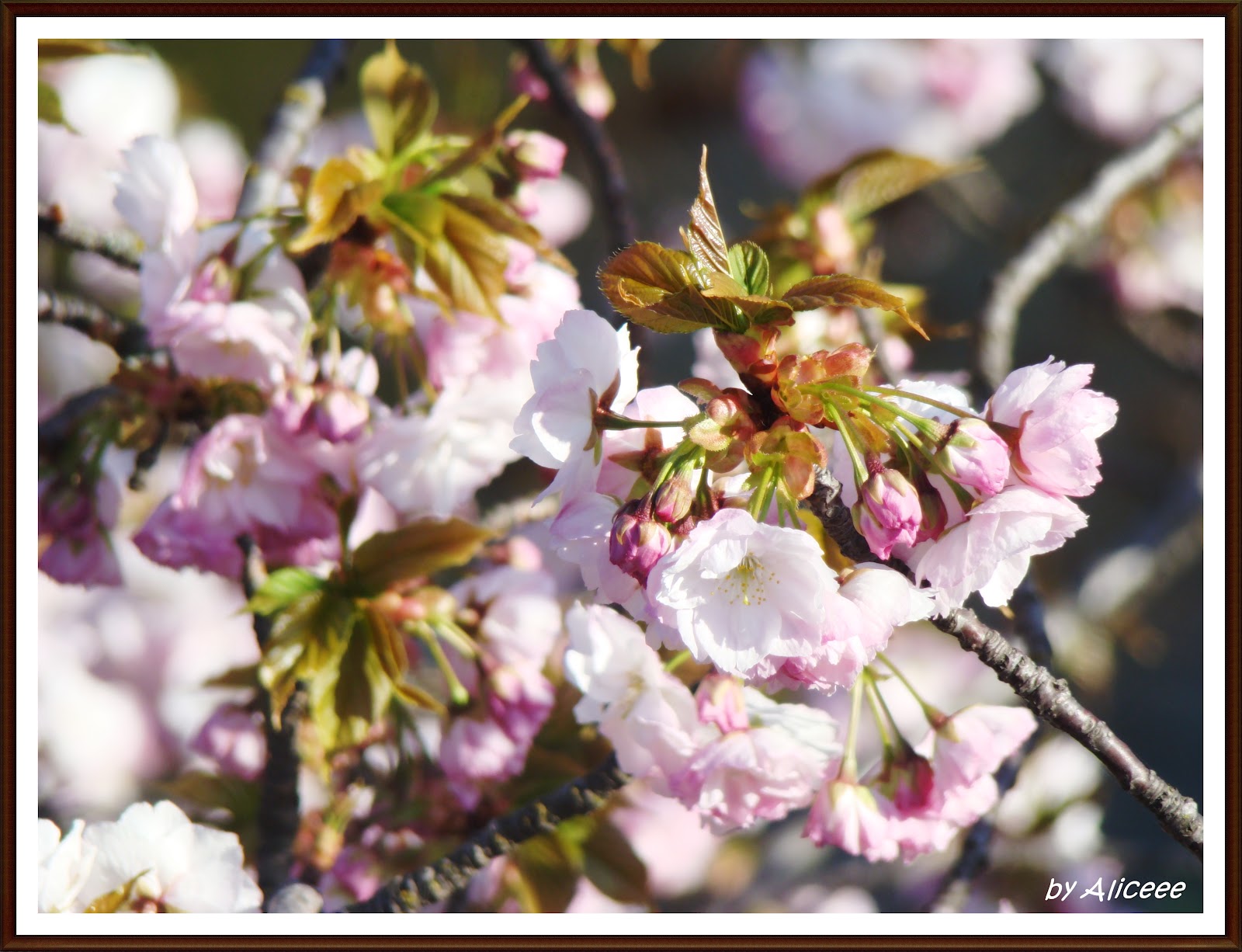 Sakura - festivalul infloririi ciresilor in Londra - Enciclopedia ...
