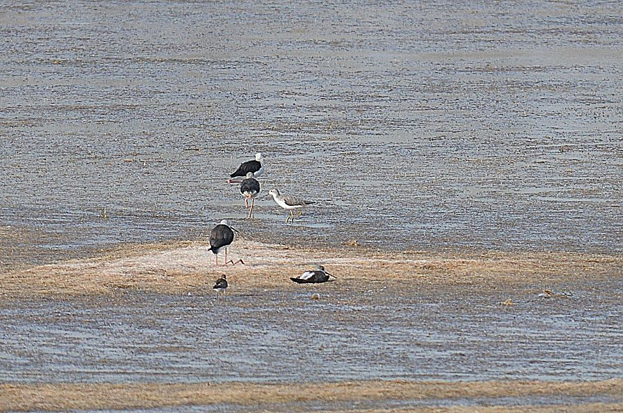 Birds of Saudi Arabia: Marsh Sandpiper - Dhahran Hills