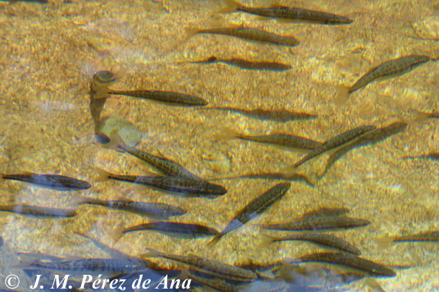 En busca de la Naturaleza por el mundo: Valle de Tena, 31 de julio de 2018