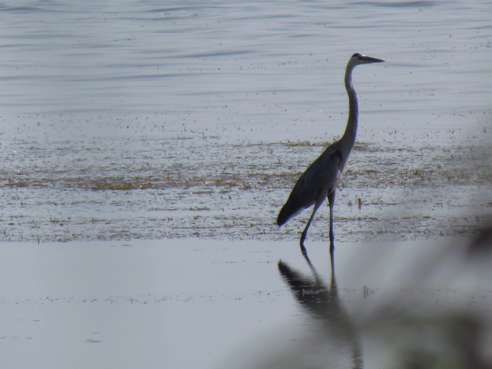 WildWildernessWalkers: Silver Glenn Springs