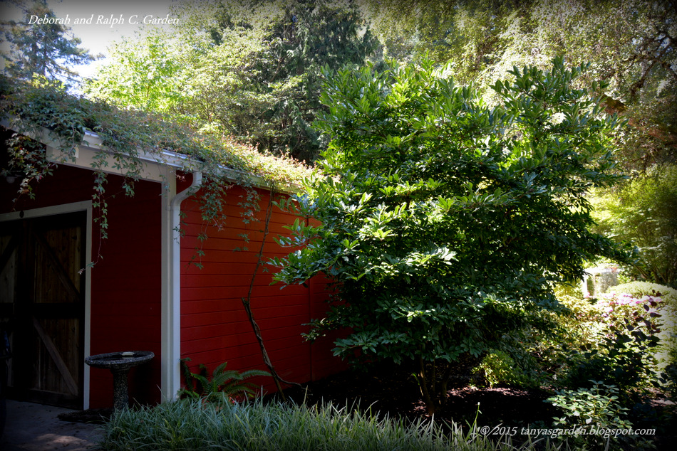 MySecretGarden: Deborah and Ralph's Garden on Bainbridge Island