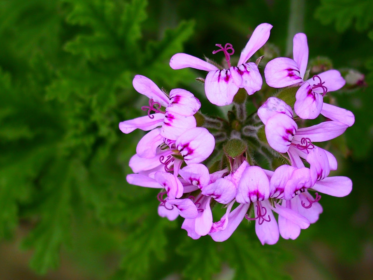 Γεράνιο / Pelargonium graveolens | ΒΟΤΑΝΟΘΕΡΑΠΕΙΑ . ΘΕΡΑΠΕΥΤΙΚΑ ΦΥΤΑ ...