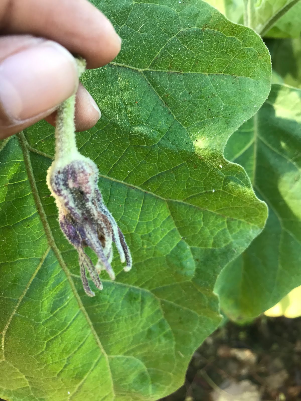 Common Pest and diseases of Vegetable crops in Trinidad