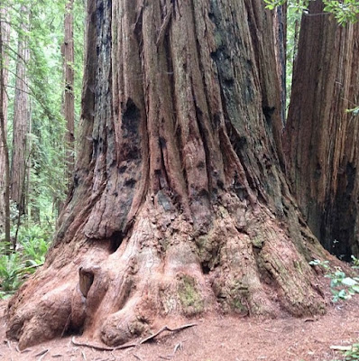 Trees Planet: Sequoia sempervirens - Redwood