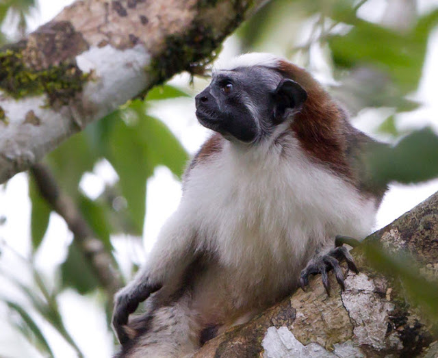 Geoffrey Tamarin | The Life of Animals