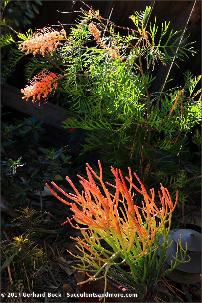 TGIF: a few spring pictures to celebrate the end of a tedious work week