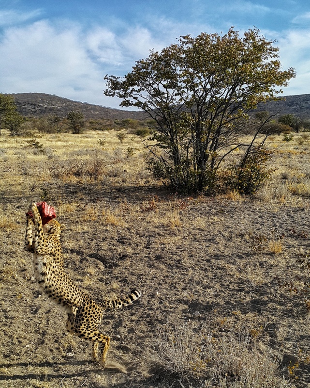 Otjitotongwe Cheetah Farm, Namíbia: o dia mais emocionante e o maior ...