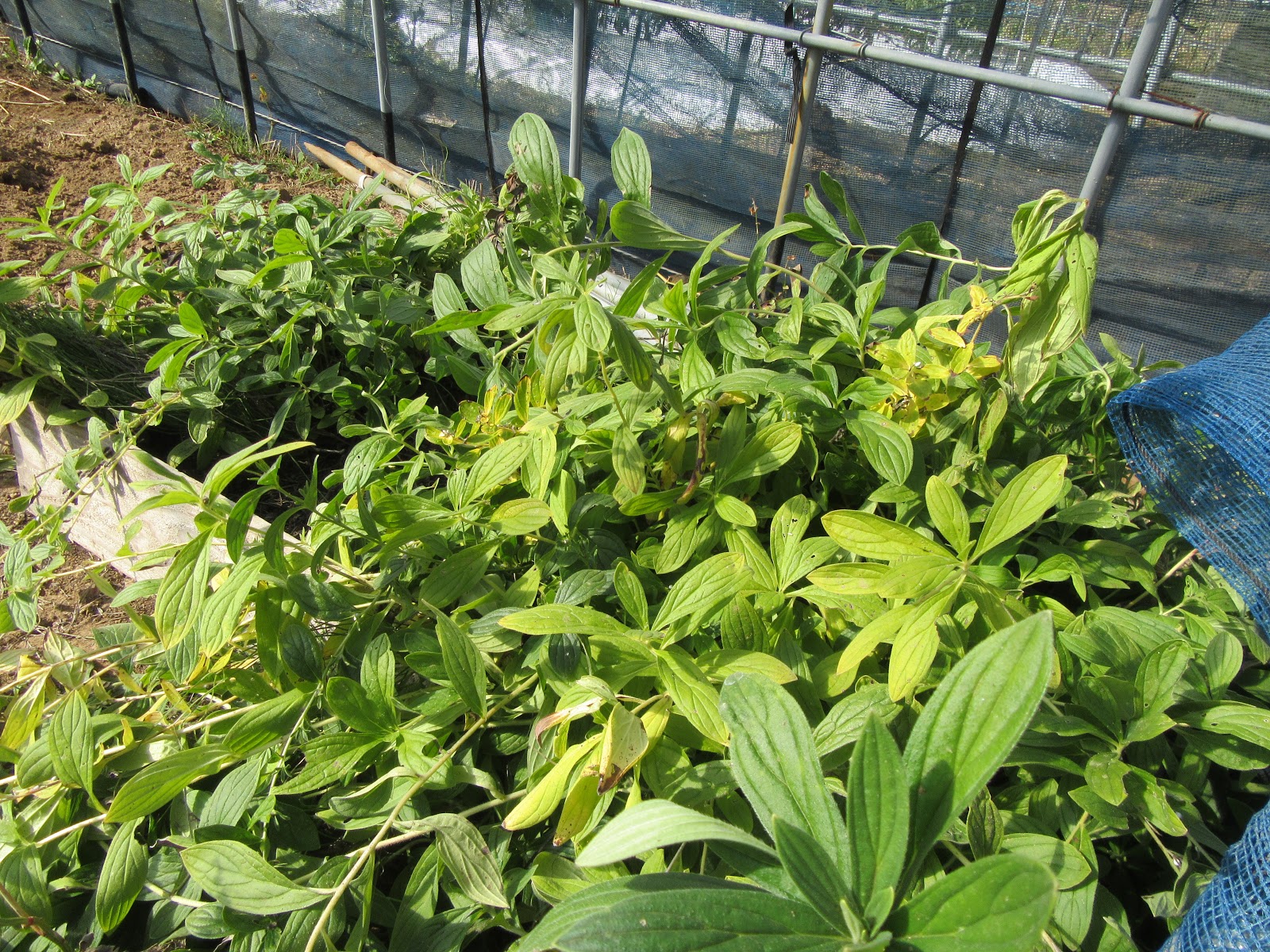 Beppu blog by a local English tour guide: "Murasaki" (purple) Dyeing ...