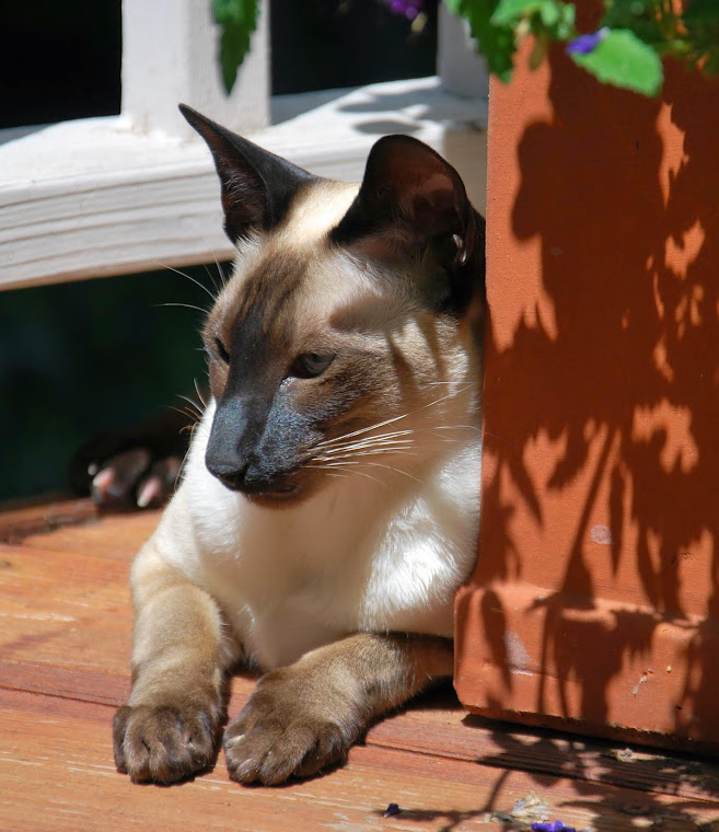 Carolina Blues Cattery Siamese Kittens for Sale