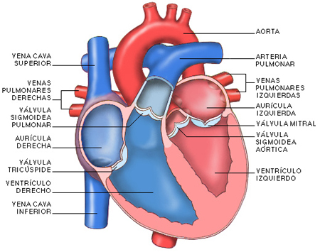 VERTEBRADOS: MAMIFEROS